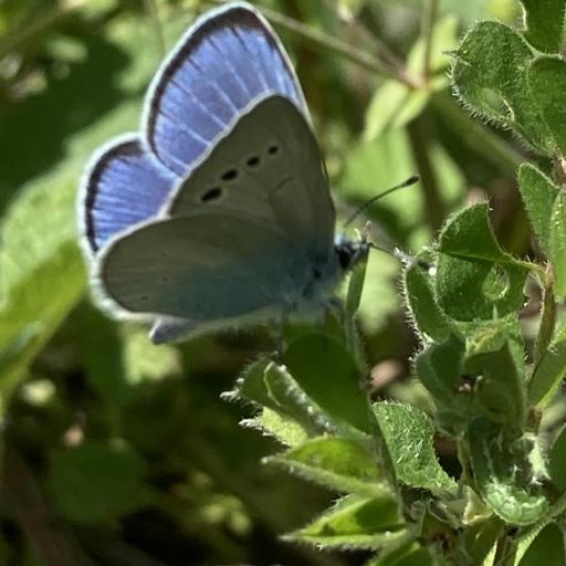 Calleta Silkmoth (Eupackardia Calleta) Insect Identification Guide ...