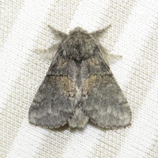 Common Gluphisia Moth (Gluphisia Septentrionis) Insect Identification ...