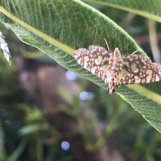 Glyphodes Insect Identification Guide, Habitat & Facts