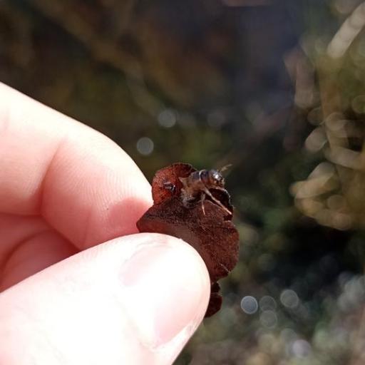 Mottled Sedge (Glyphotaelius Pellucidus) Insect Identification Guide ...