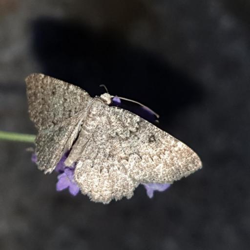 Scotch Annulet (Gnophos Obfuscata) Insect Identification Guide, Habitat ...