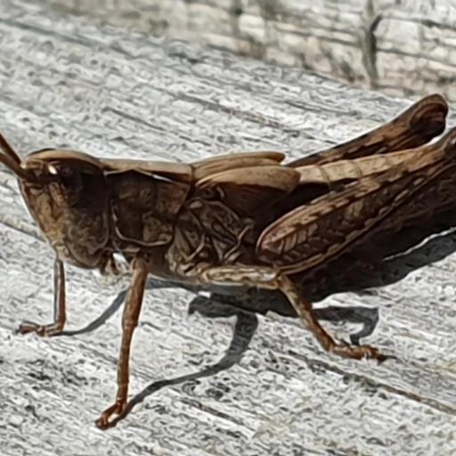 Rufous Grasshopper (Gomphocerippus Rufus) Insect Identification Guide ...