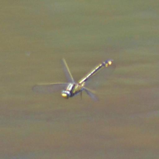 Gomphurus Insect Identification Guide, Habitat & Facts