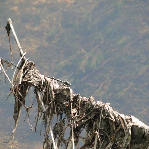 Common Clubtail (Gomphus Vulgatissimus) Insect Identification Guide ...