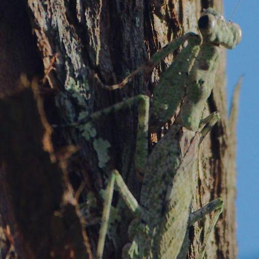 Grizzled Mantis (Gonatista Grisea) Insect Identification Guide, Habitat ...