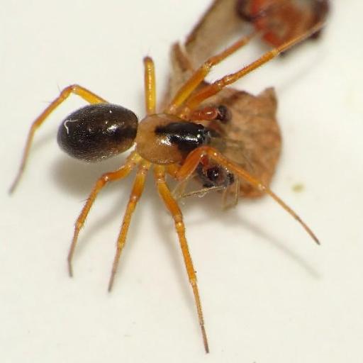 Orange-Legged Spider (Gongylidium Rufipes) Insect Identification Guide ...
