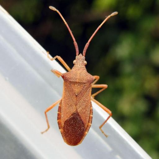 Box Bug (Gonocerus Acuteangulatus) Insect Identification Guide, Habitat ...