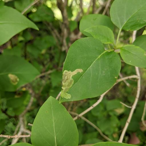 Lilac Leafminer Moth (Gracillaria Syringella) Insect Identification ...