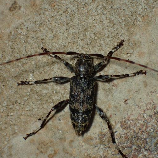 Banded Graphisurus (Graphisurus Fasciatus) Insect Identification Guide ...