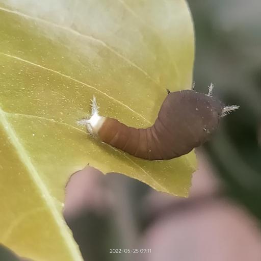 Common Jay (Graphium Doson) Insect Identification Guide, Habitat & Facts