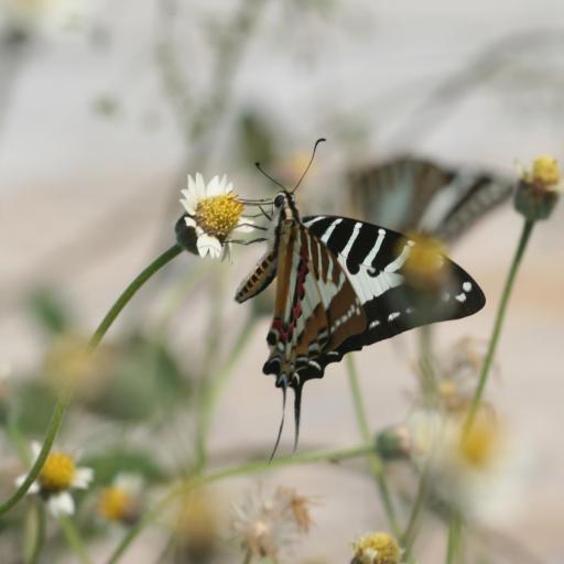 Spot Swordtail (Graphium Nomius) Insect Identification Guide, Habitat ...