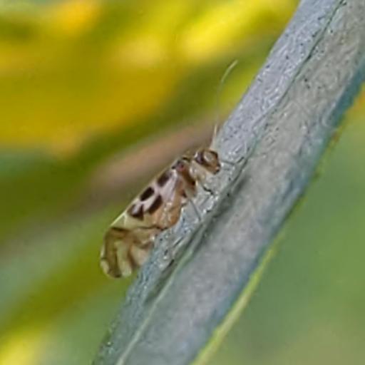 F-winged Barklouse (Graphopsocus Cruciatus) Insect Identification Guide ...