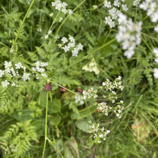 European Striped Shield Bug (Graphosoma Italicum) Insect Identification ...