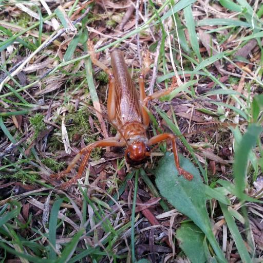 Raspy Crickets (Gryllacrididae) Insect Identification Guide, Habitat ...