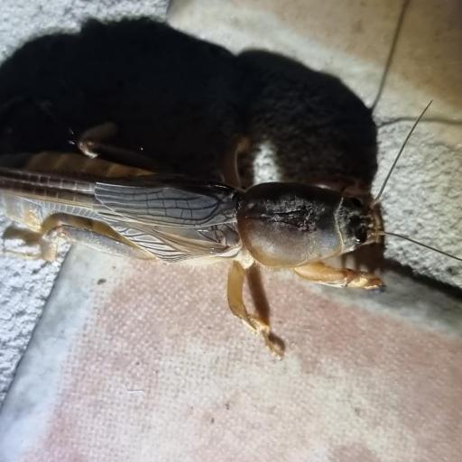 Oriental Mole Cricket (Gryllotalpa Orientalis) Insect Identification ...