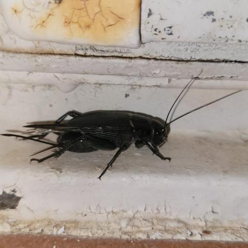 Southern Field Cricket (Gryllus Bimaculatus) Insect Identification ...