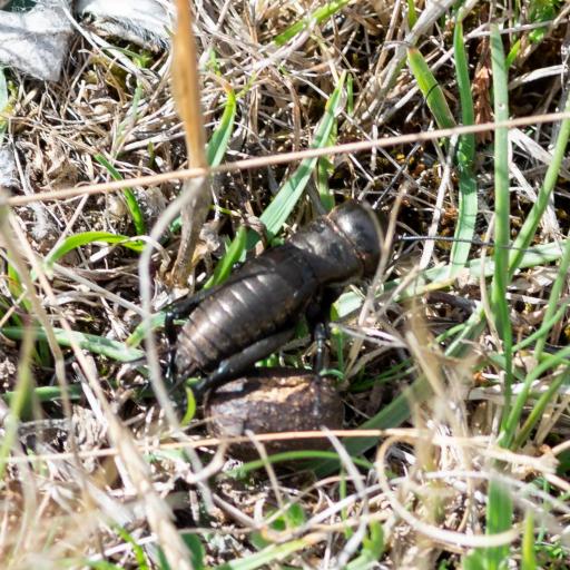 European Field Cricket (Gryllus Campestris) Insect Identification Guide ...