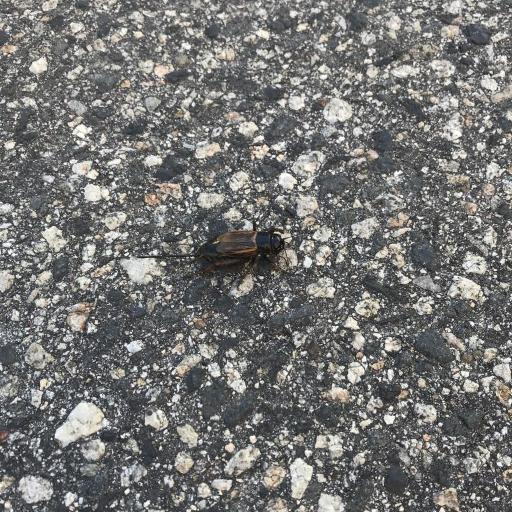 Fall Field Cricket (Gryllus Pennsylvanicus) Insect Identification Guide ...