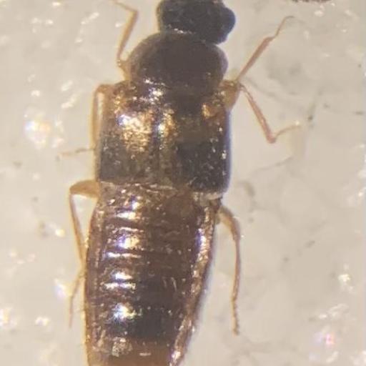 Gyrophaena Insect Identification Guide, Habitat & Facts