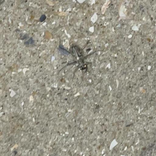 Eastern Beach Tiger Beetle (Habroscelimorpha Dorsalis) Insect ...