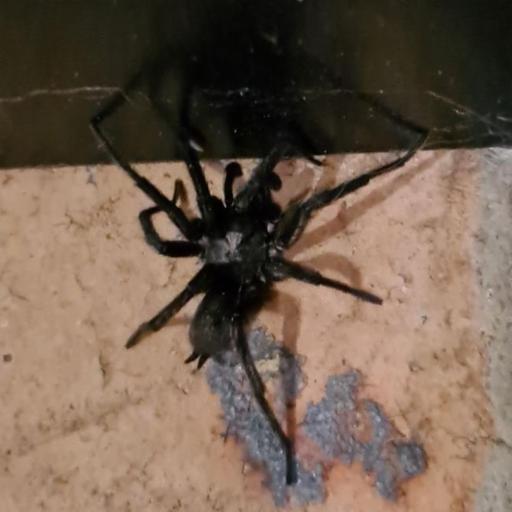 Hadronyche Insect Identification Guide, Habitat & Facts