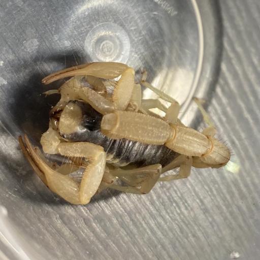 Desert Hairy Scorpion (Hadrurus Arizonensis) Insect Identification ...