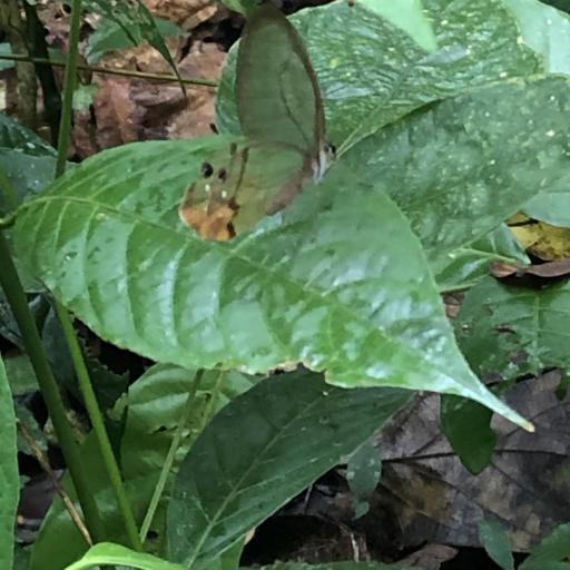 Amber Phantom (Haetera Piera) Insect Identification Guide, Habitat & Facts