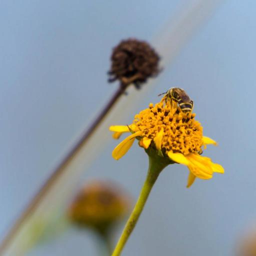 Ligated Furrow Bee (Halictus Ligatus) Insect Identification Guide ...