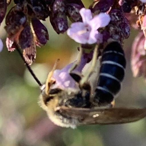 Orange-Legged Furrow Bee (Halictus Rubicundus) Insect Identification ...