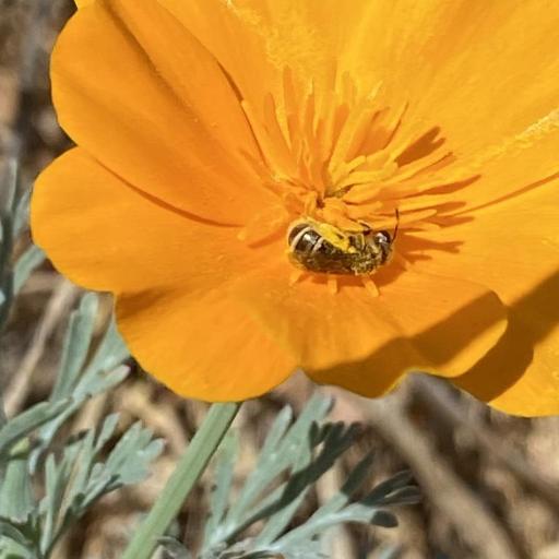 Tripartite Sweat Bee (Halictus Tripartitus) Insect Identification Guide ...