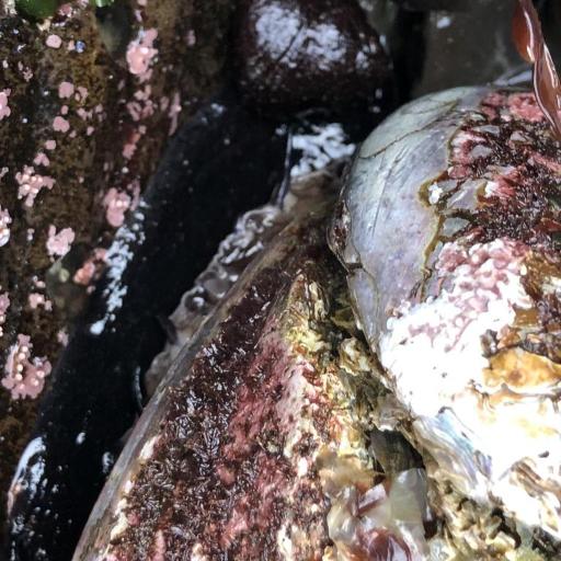 Red Abalone (Haliotis Rufescens) Insect Identification Guide, Habitat ...