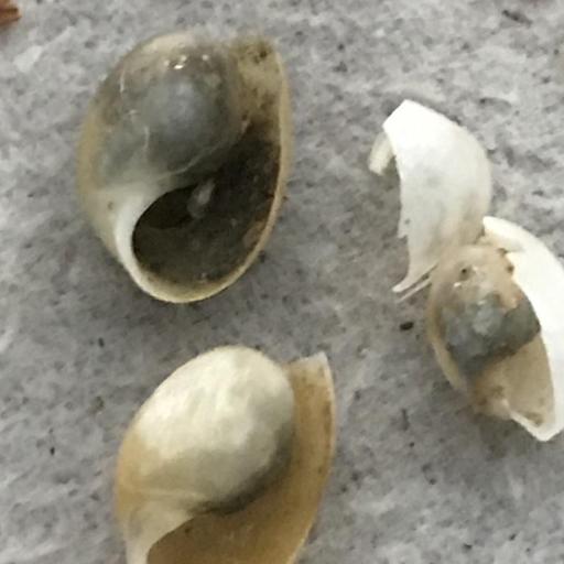 Japanese Bubble Snail (Haloa Japonica) Insect Identification Guide ...