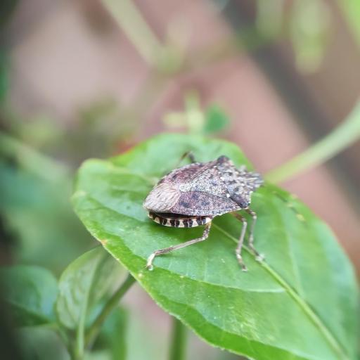 Brown Marmorated Stink Bug (Halyomorpha Halys) Insect Identification ...