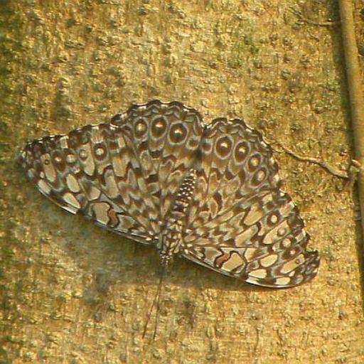 Variable Cracker (Hamadryas Feronia) Insect Identification Guide ...