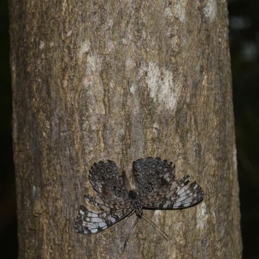 Guatemalan Cracker (Hamadryas Guatemalena) Insect Identification Guide ...