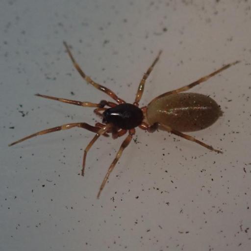 Red-legged Grasshopper (Melanoplus Femurrubrum) Insect Identification ...