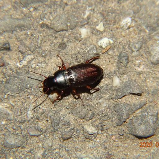 Metallic Harpalus (Harpalus Affinis) Insect Identification Guide ...