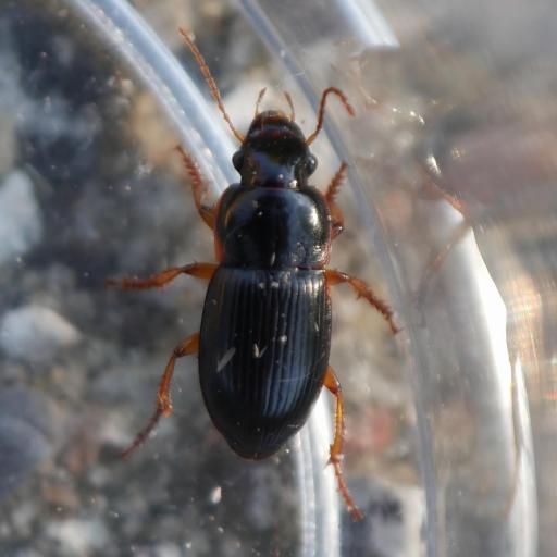 Harpalus Latus Insect Identification Guide, Habitat & Facts