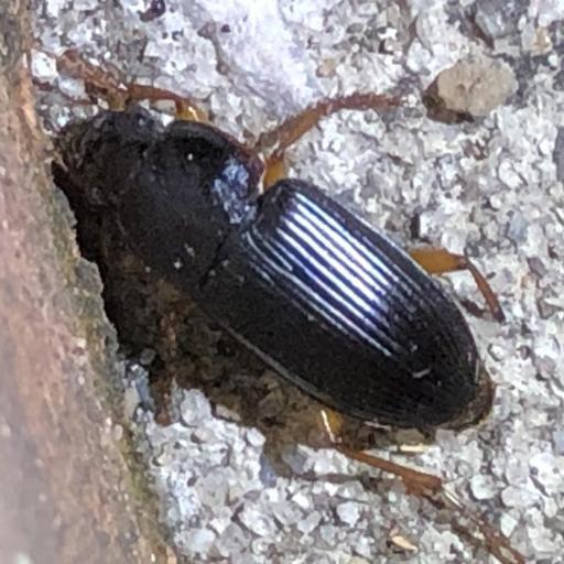 Pennsylvania Dingy Ground Beetle (Harpalus Pensylvanicus) Insect ...