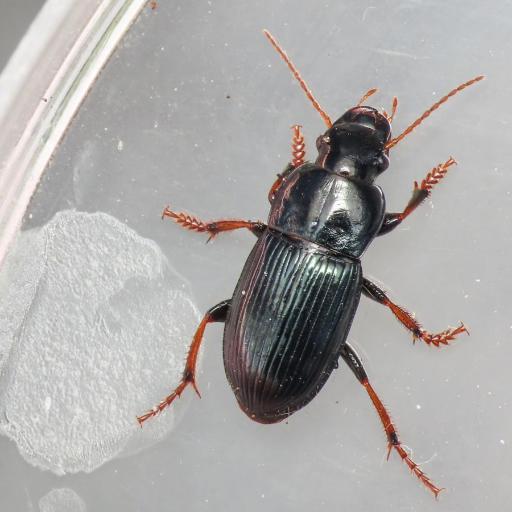 Harpalus Rubripes Insect Identification Guide, Habitat & Facts