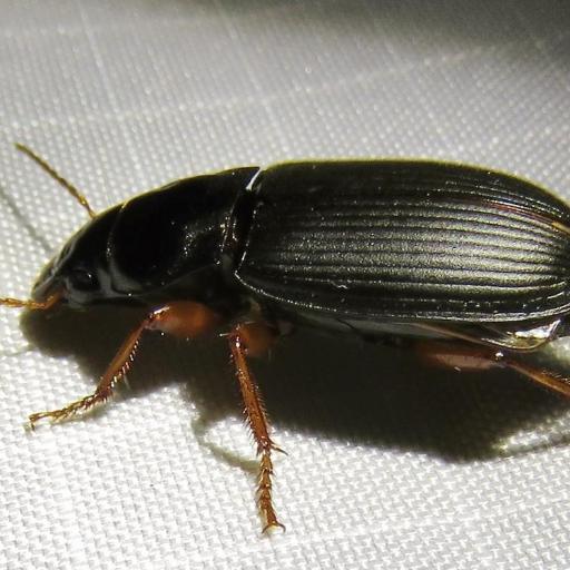 Strawberry Seed Beetle (Harpalus Rufipes) Insect Identification Guide ...