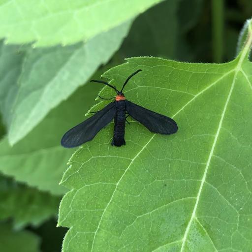 Grapeleaf Skeletonizer Moth (Harrisina Americana) Insect Identification ...