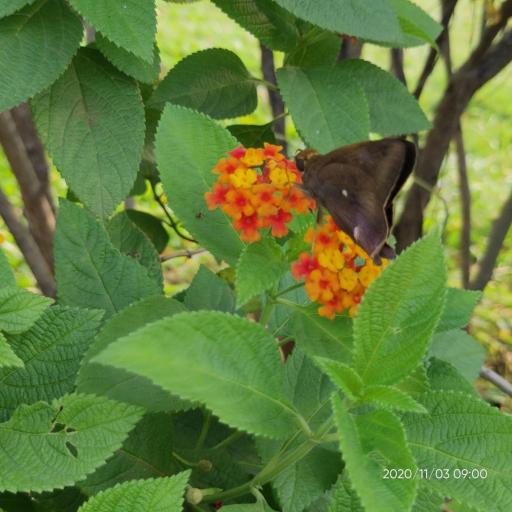 Hasora Insect Identification Guide, Habitat & Facts