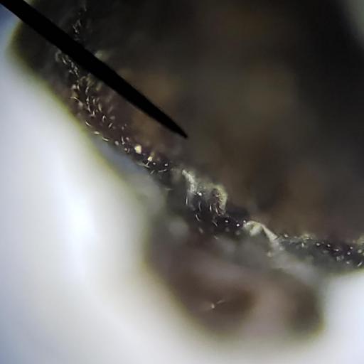 Velvet Water Bugs (Hebridae) Insect Identification Guide, Habitat & Facts