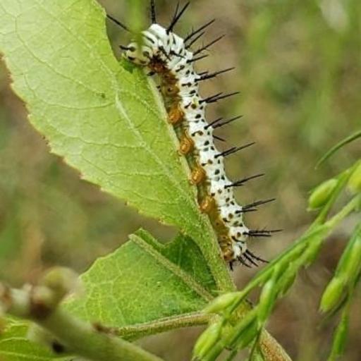 Zebra Longwing (Heliconius Charithonia) Insect Identification Guide ...