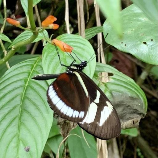 Cydno Longwing (Heliconius Cydno) Insect Identification Guide, Habitat ...