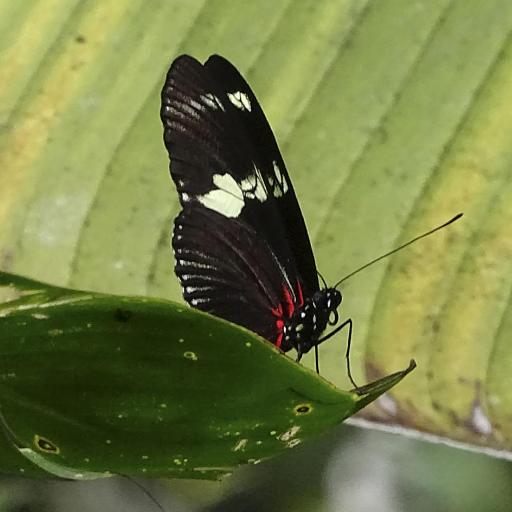 Doris Longwing (Heliconius Doris) Insect Identification Guide, Habitat ...