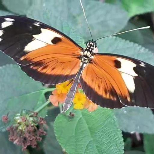 Ismenius Tiger (Heliconius Ismenius) Insect Identification Guide ...