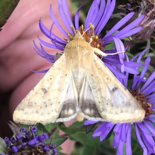 Haematodus-Group Trap-Jaw Ants (Odontomachus Haematodus) Insect ...