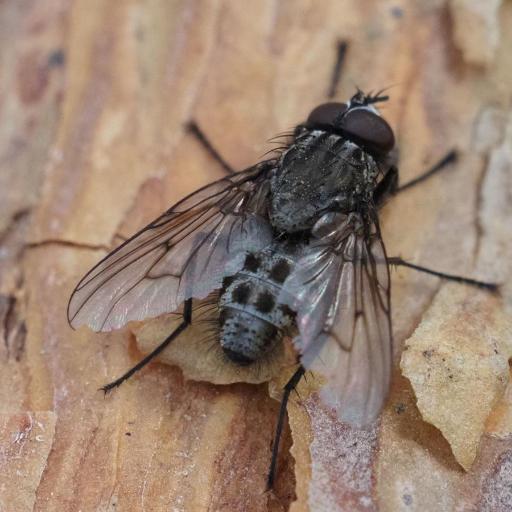 Helina Evecta Insect Identification Guide, Habitat & Facts